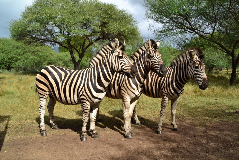Le parc de Casela à l'ouest de l'île Maurice pour des aventures en famille
